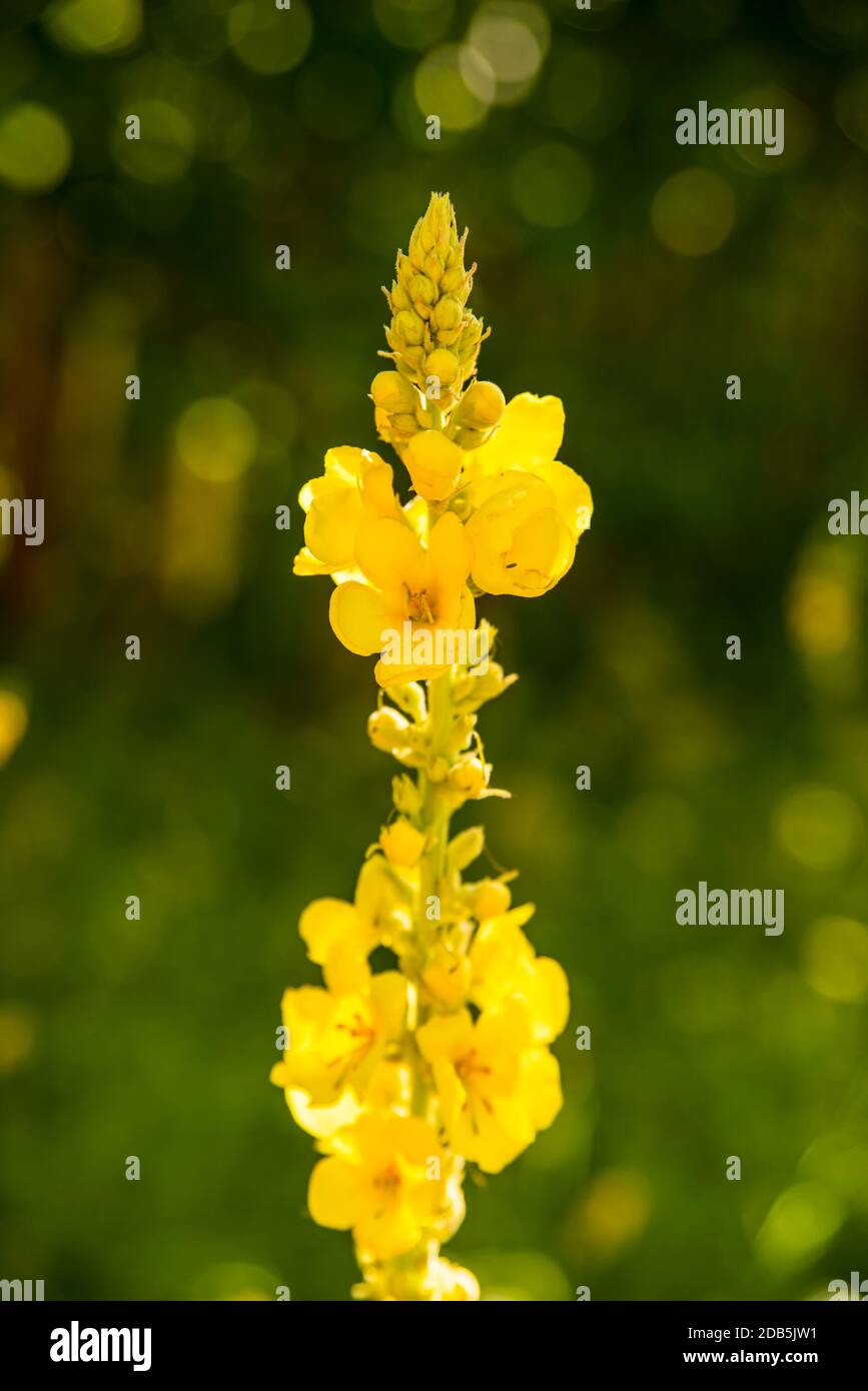 great mullein, medicinal plant with flower Stock Photo - Alamy