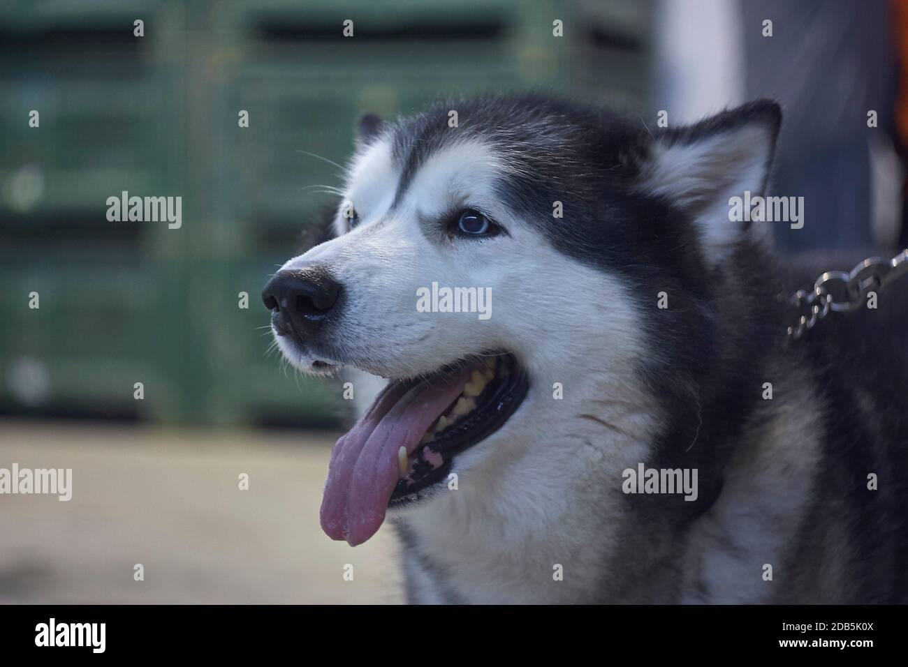 Specimen of Aski dog on a leash during a dog show Stock Photo - Alamy