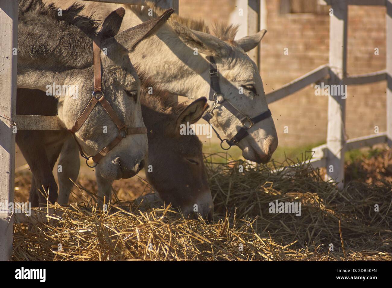 Gray donkey in the enclosure inside a farm in Italy Stock Photo - Alamy