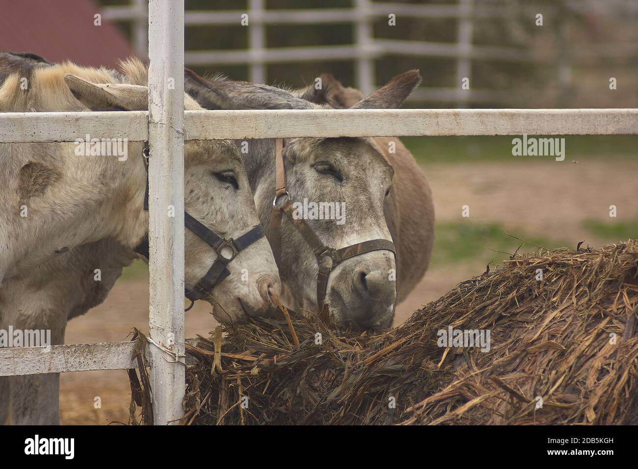 Gray donkey in the enclosure inside a farm in Italy Stock Photo - Alamy
