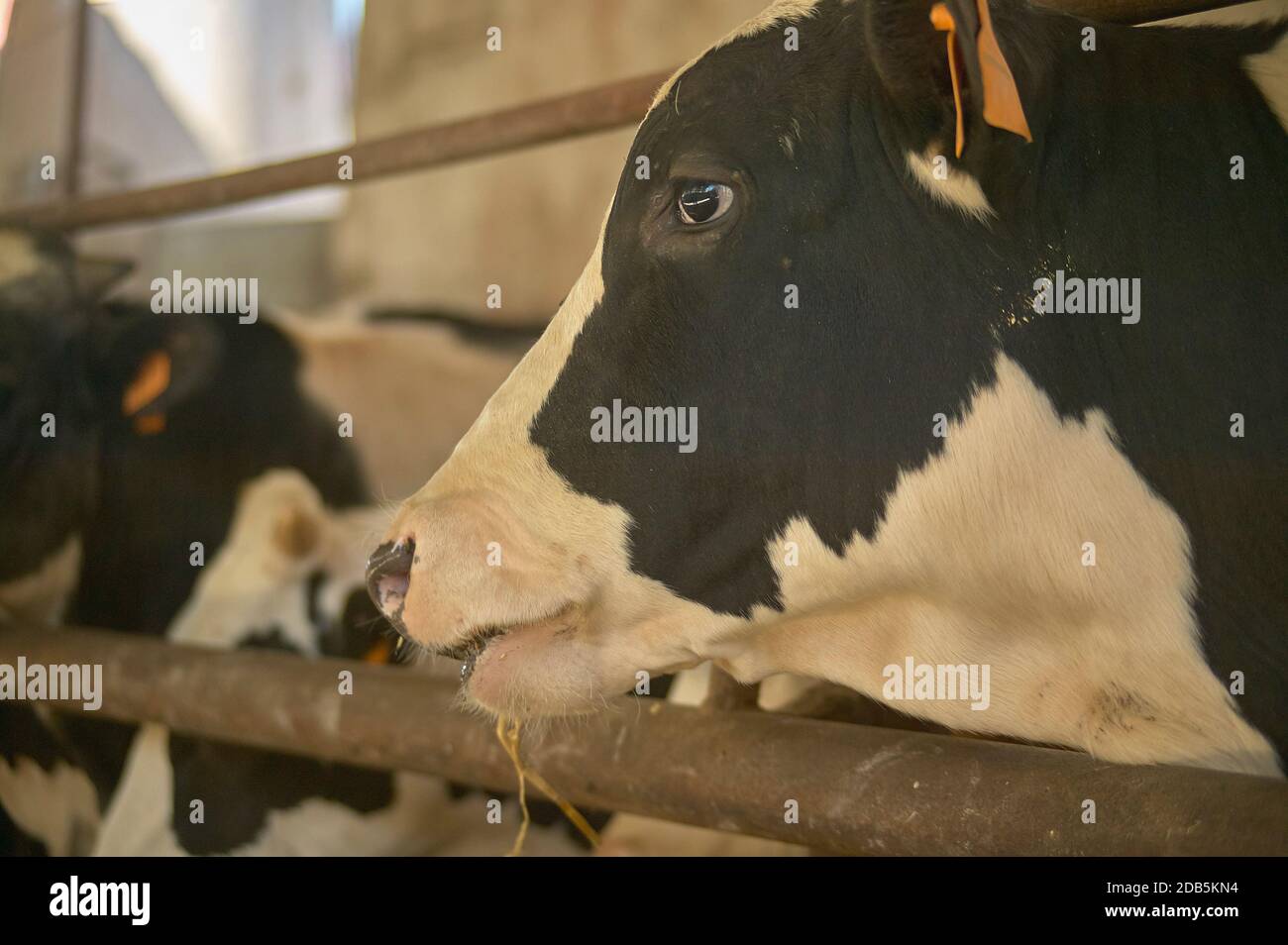 Dairy cows eating grass inside hi-res stock photography and images - Alamy