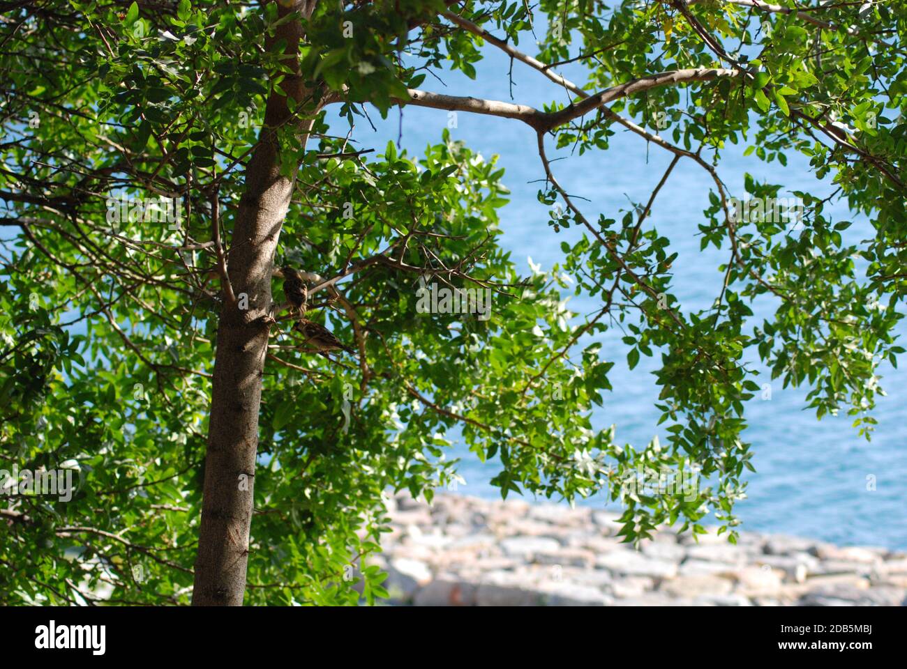 Moda Kadikoy Trees Stock Photo - Alamy