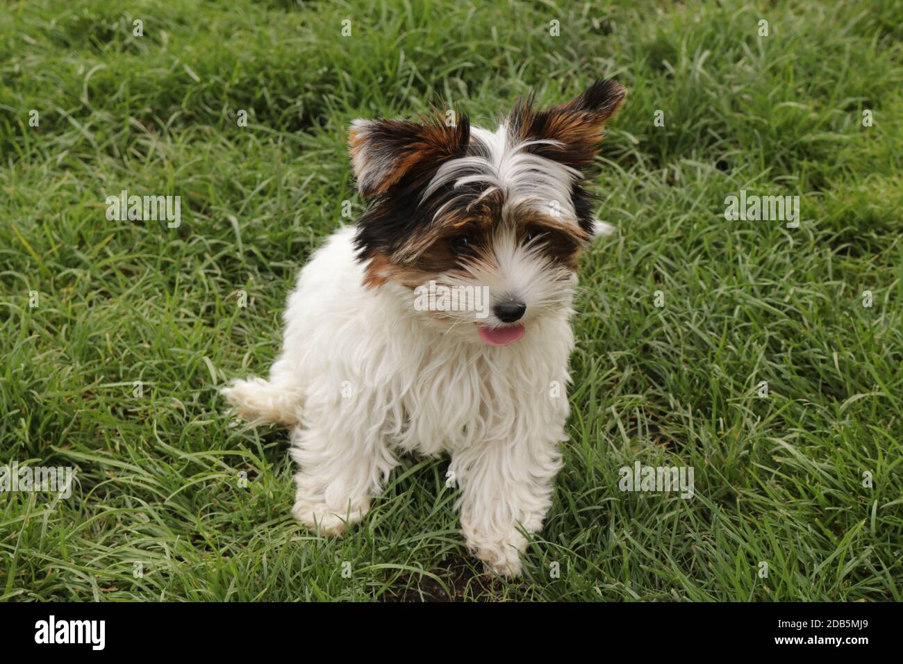 Yorkshire Biewer on a walk in the fall Stock Photo - Alamy