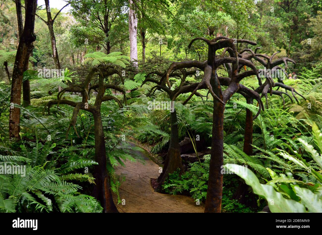 Snakeskin trees in the Singapore botanic garden Stock Photo - Alamy