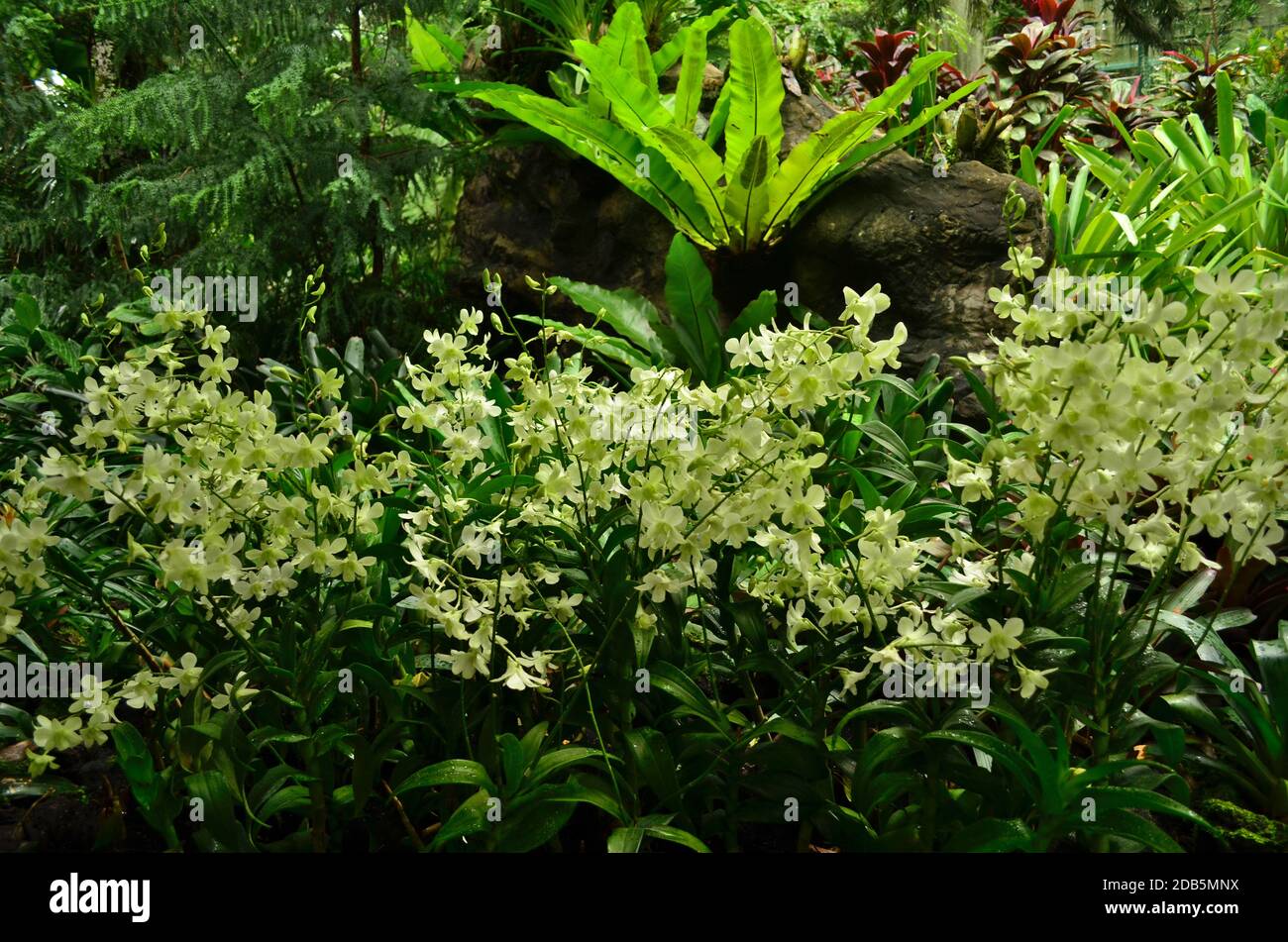 The row of green orchid flower in the garden Stock Photo - Alamy