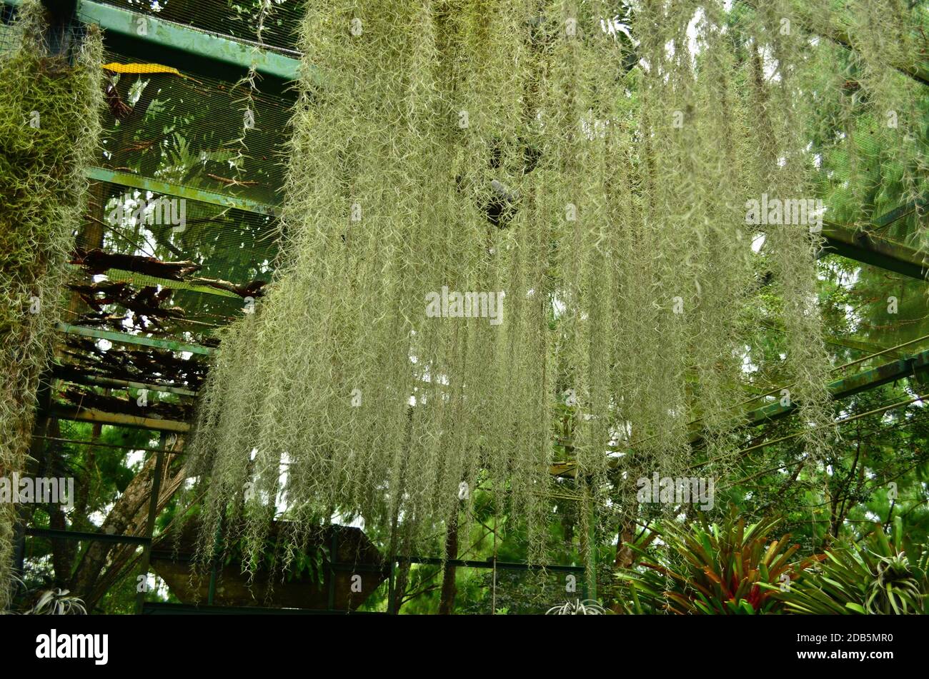 Hanging plant patches in the garden Stock Photo - Alamy