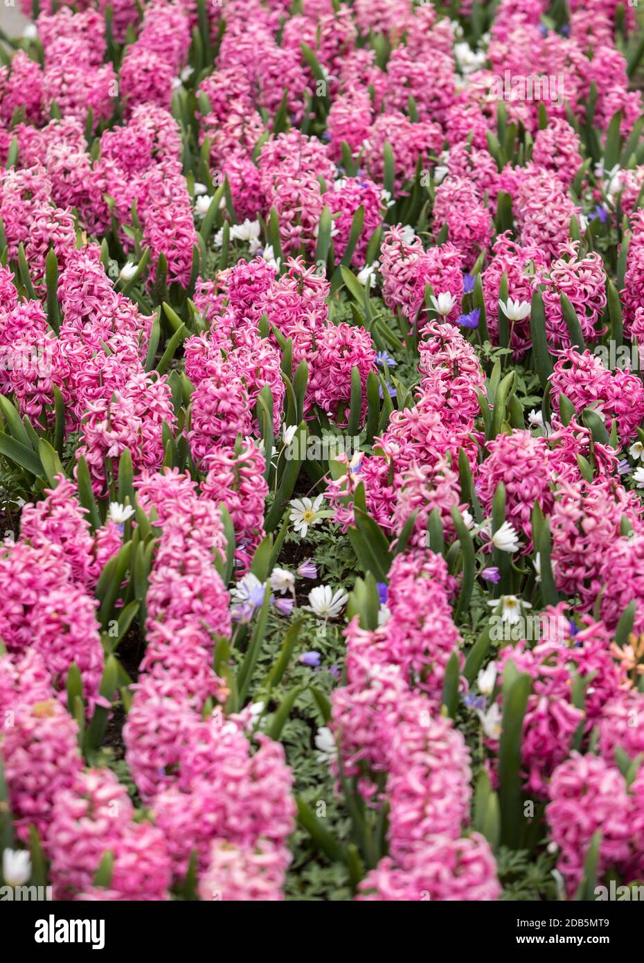 red hyacinths flowers blooming in a garden Stock Photo - Alamy
