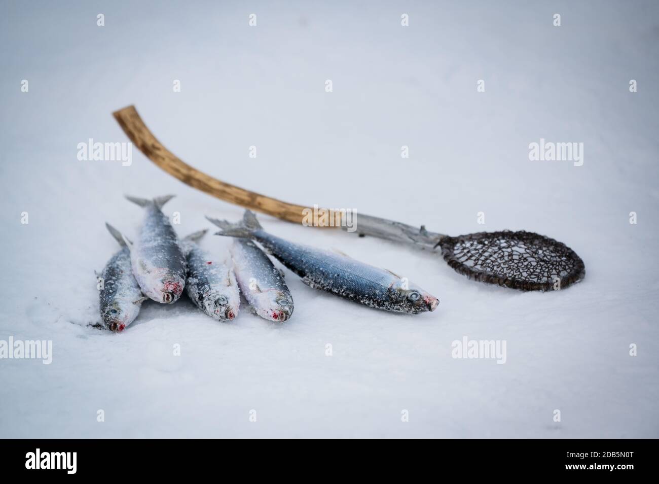 Specific fish of Baikal lake named Omul. Baikal lake, Siberia, Russia ...