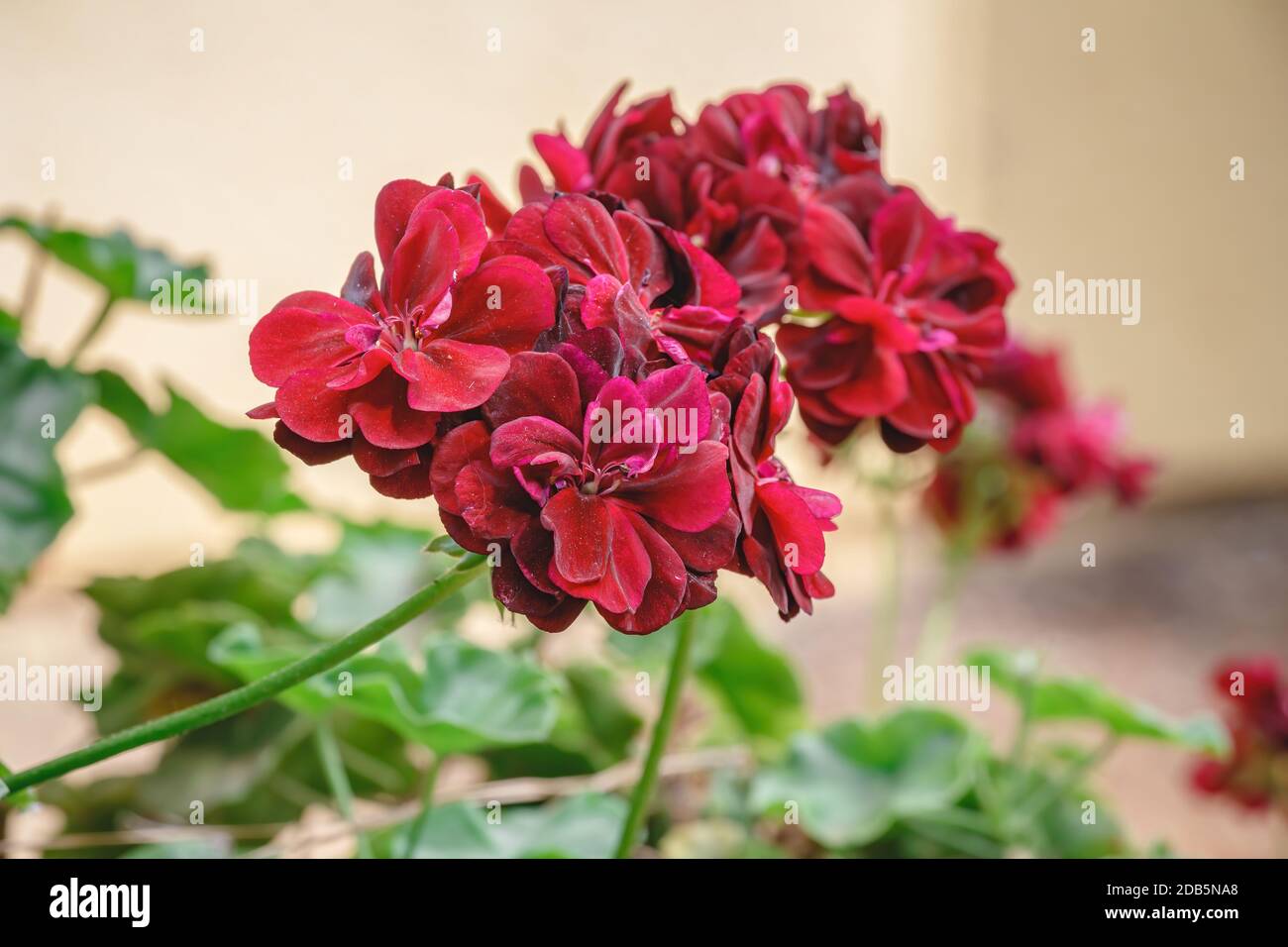 Closeup of beautiful geranium red on blur background. Ivy leaf geranium ...