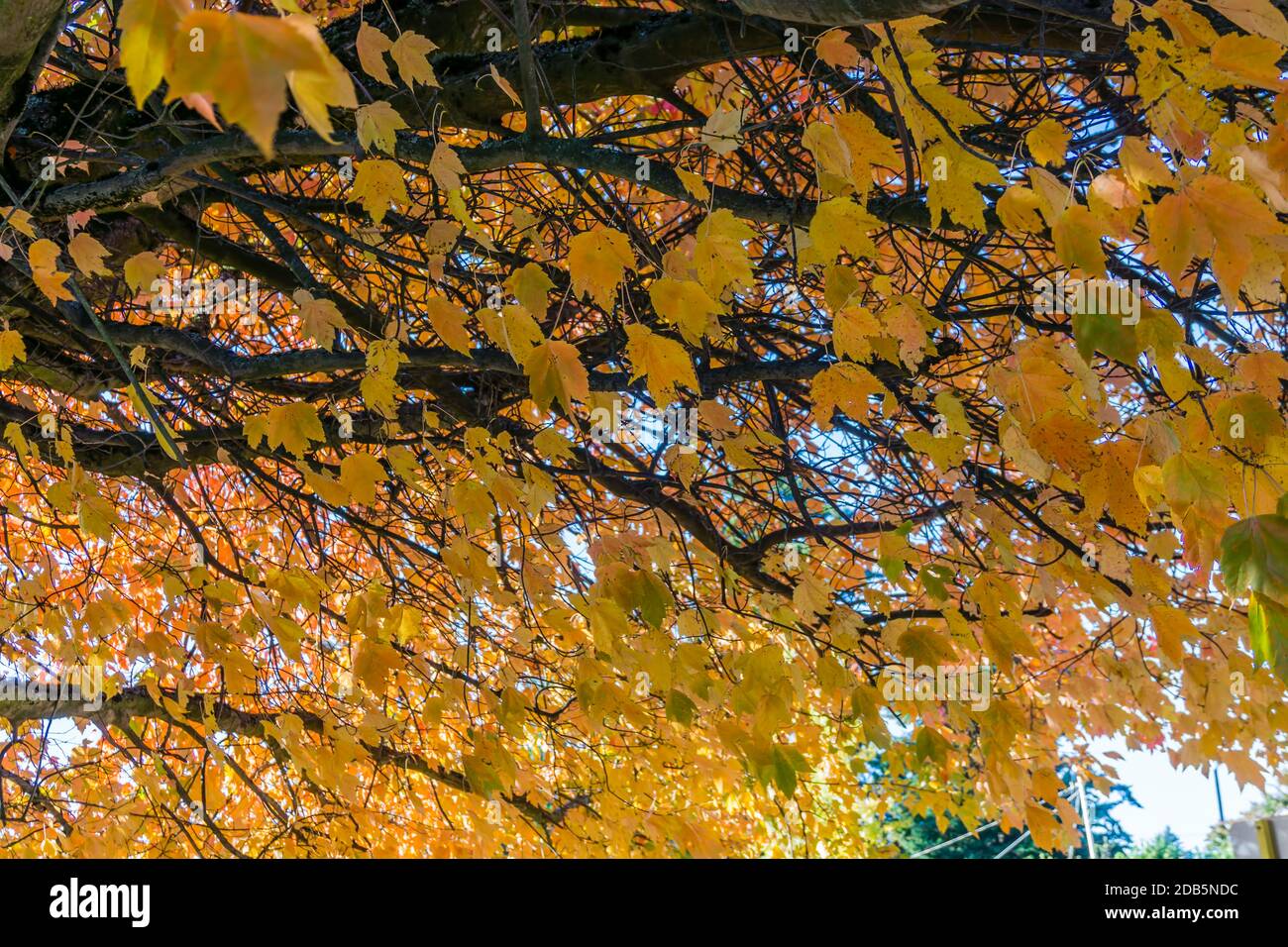 Autumn leaves burst with color on a street in Seatac, Washington Stock ...