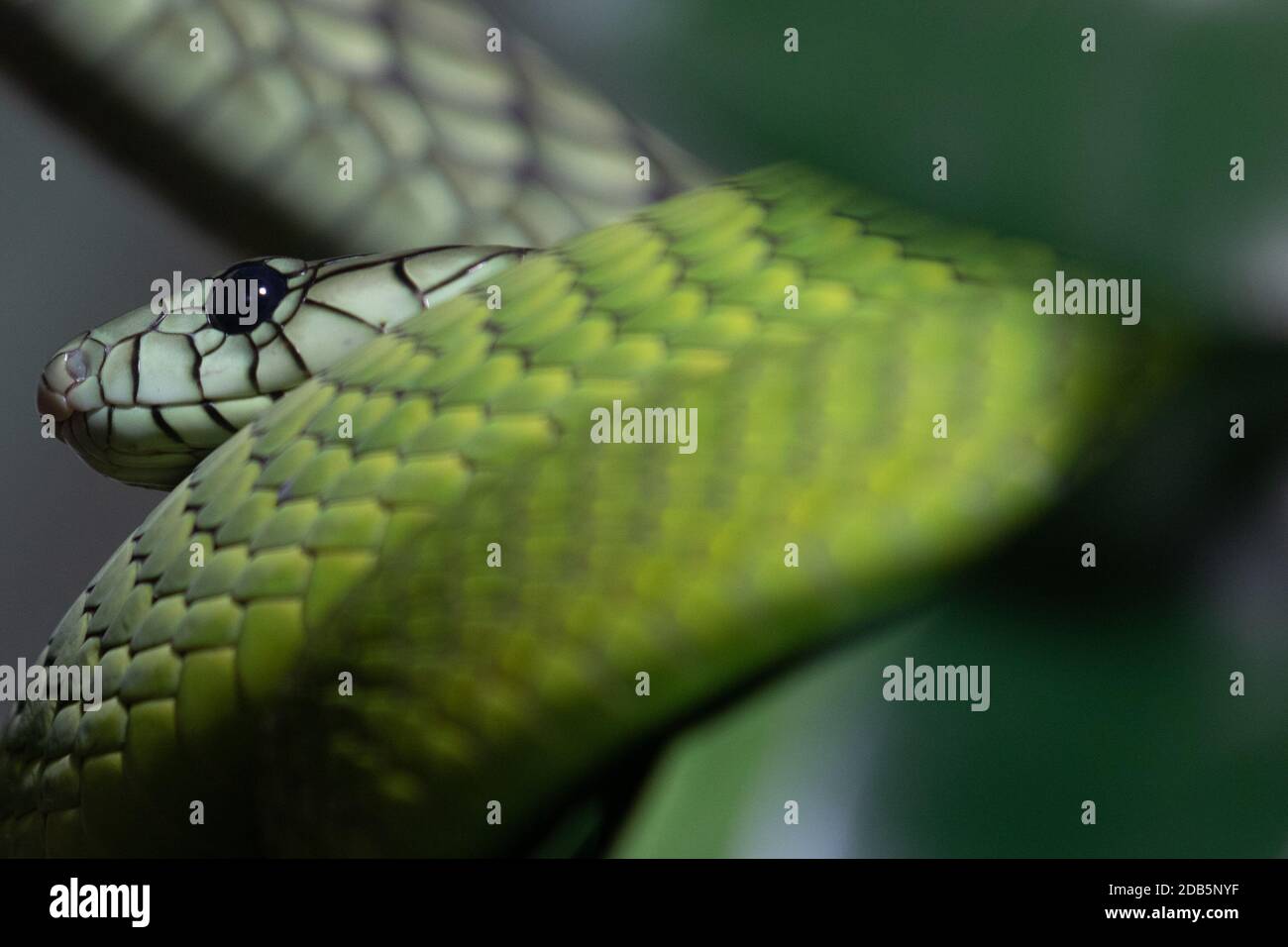 Snake, Animal, green, green mamba, poisonous snake Stock Photo - Alamy