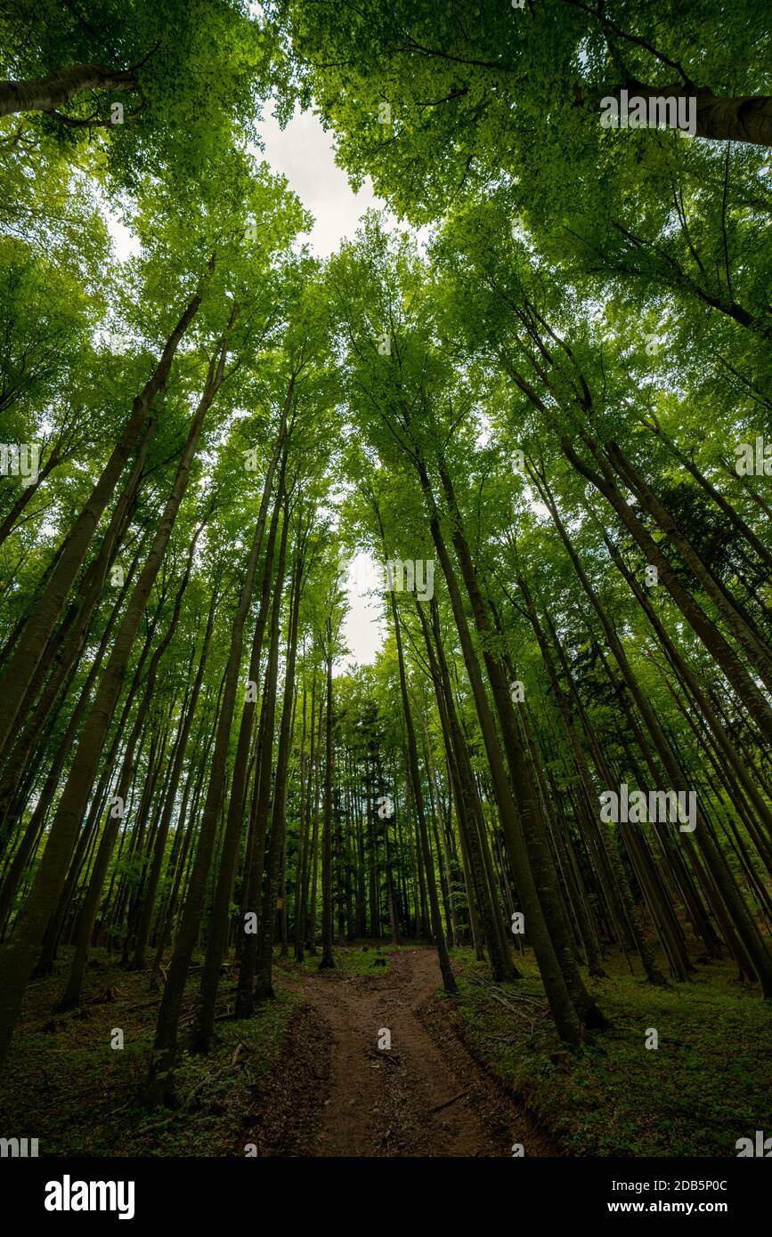 Below tall tree hi-res stock photography and images - Alamy