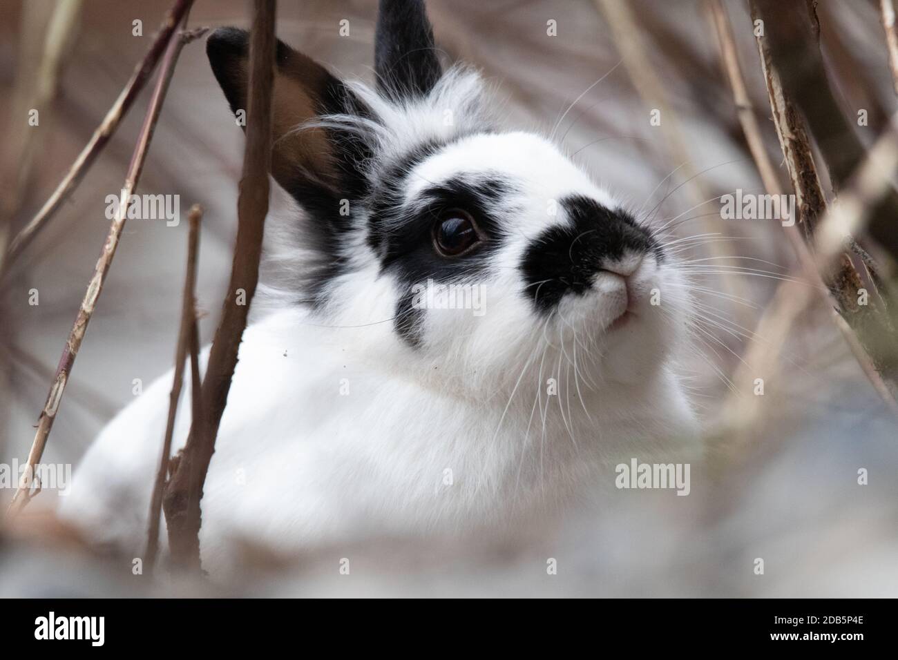 Wild rabbit, animal, nature, white, black, spotted, lonely, alone Stock ...