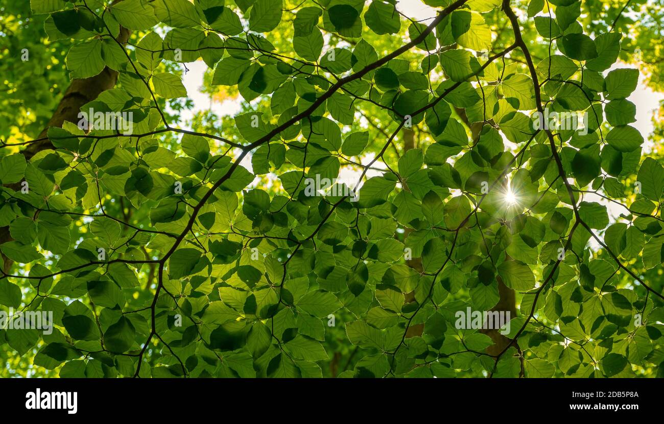 Fresh green leaves low angle hi-res stock photography and images - Alamy