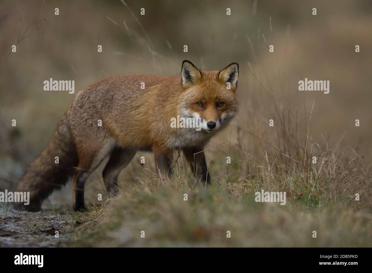 Adult red fox in forest hi-res stock photography and images - Alamy