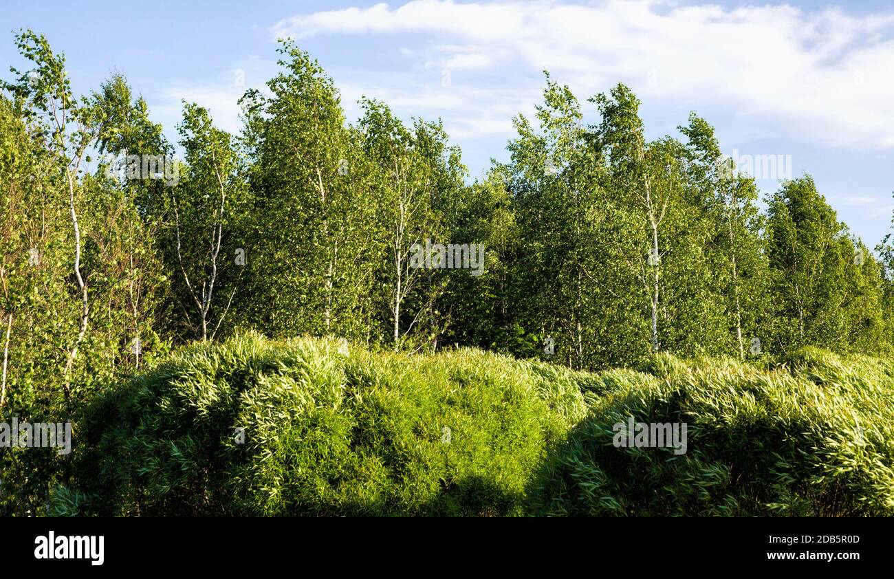 real different kinds of trees in sunlight in summer or spring time ...