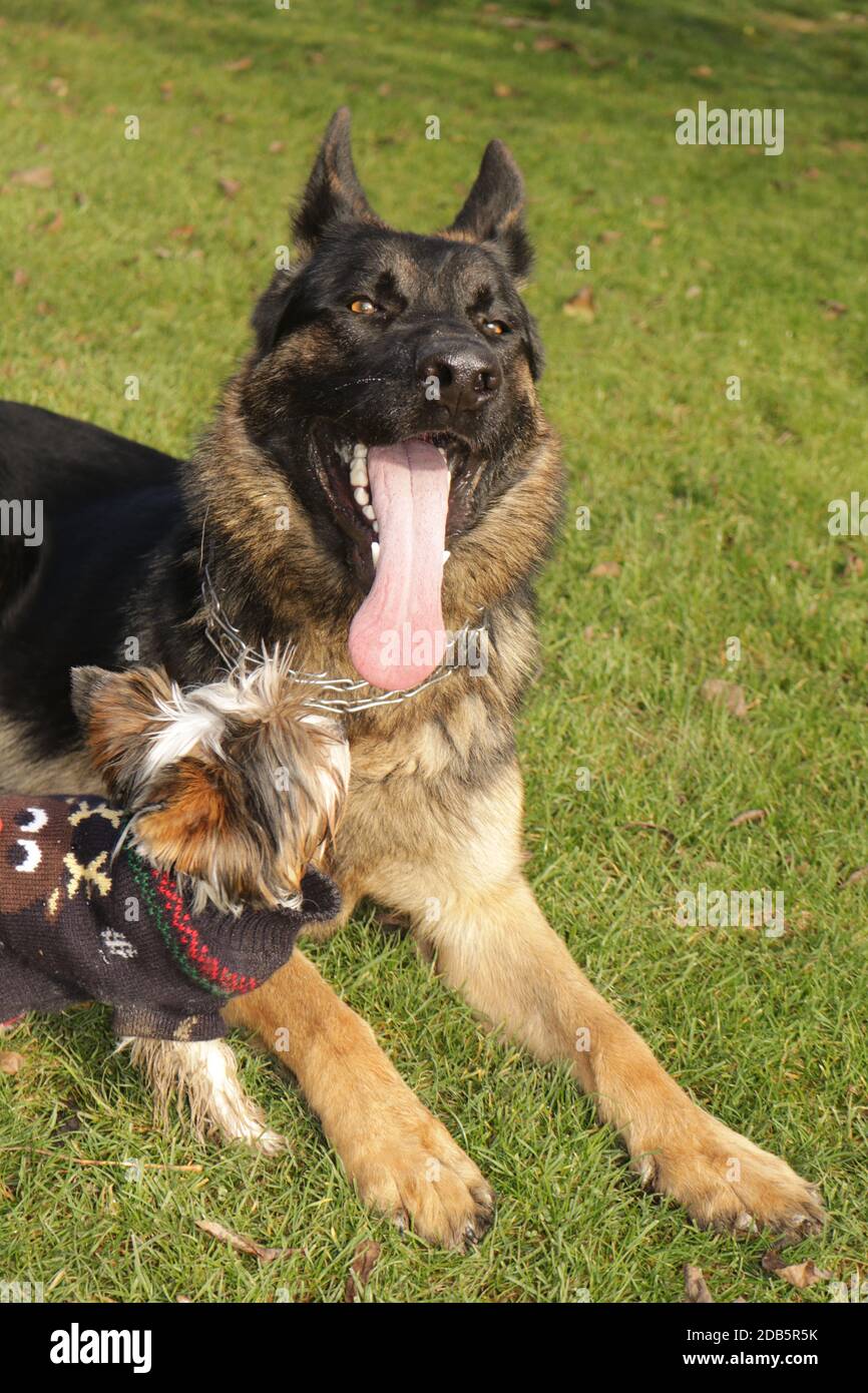 Dog friendship and acceptance Dog friendship and acceptance Stock Photo ...