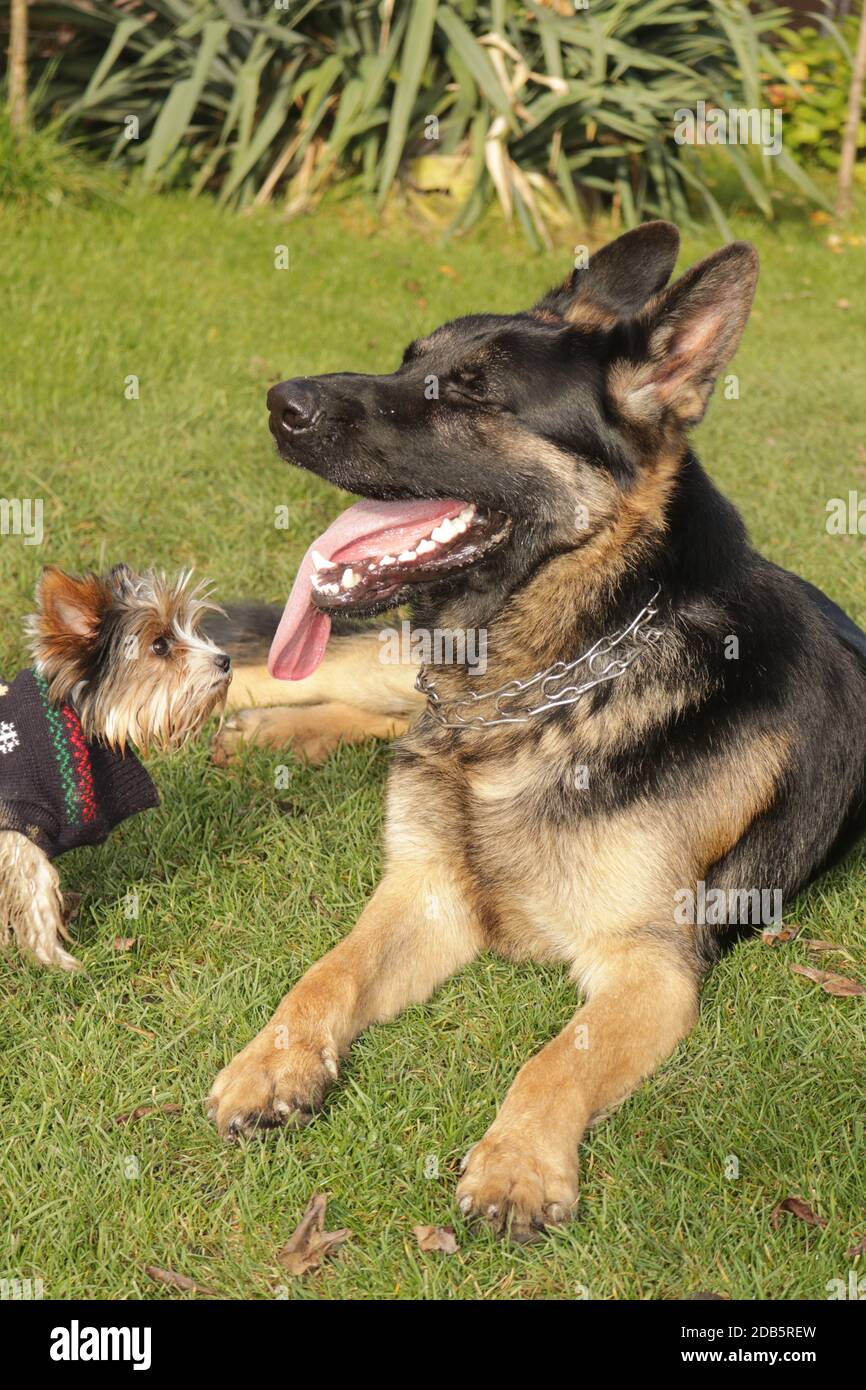 Acceptance dog hi-res stock photography and images - Alamy