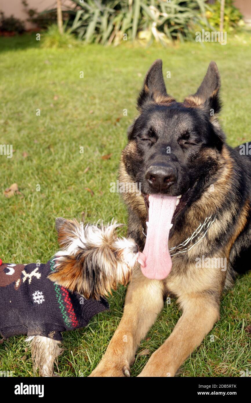 Dog friendship and acceptance Dog friendship and acceptance Stock Photo ...