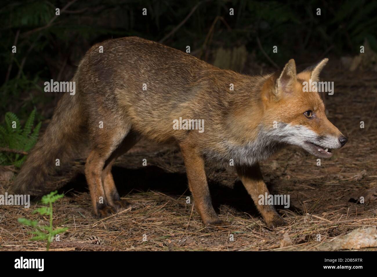 Adult red fox in forest hi-res stock photography and images - Alamy
