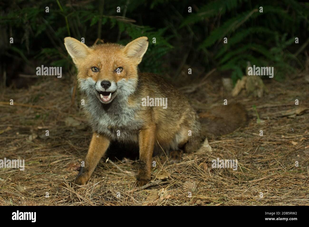 Adult red fox in forest hi-res stock photography and images - Alamy