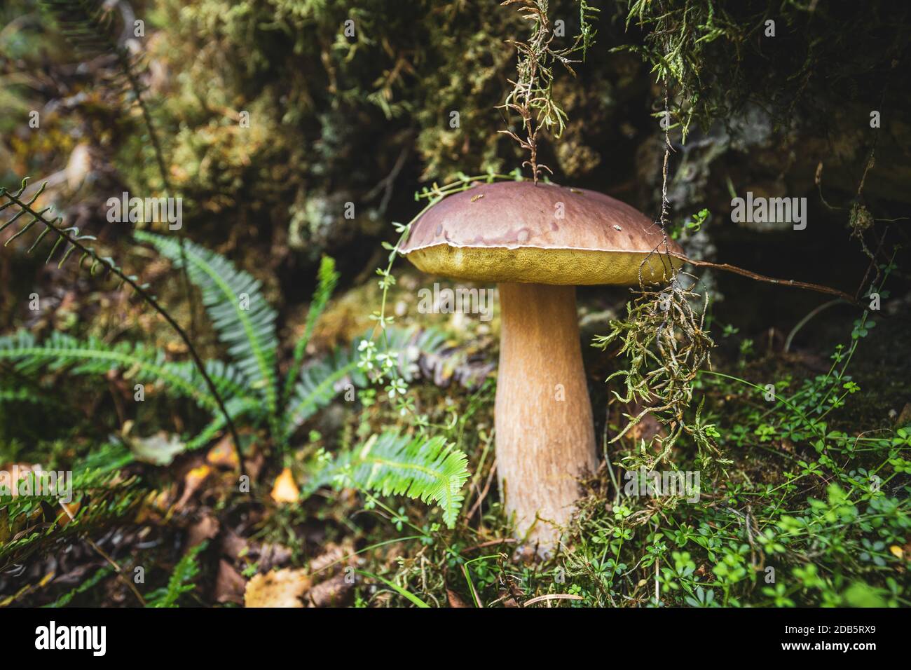 Fresh wild porcini mushroom in forest at autumn Stock Photo - Alamy