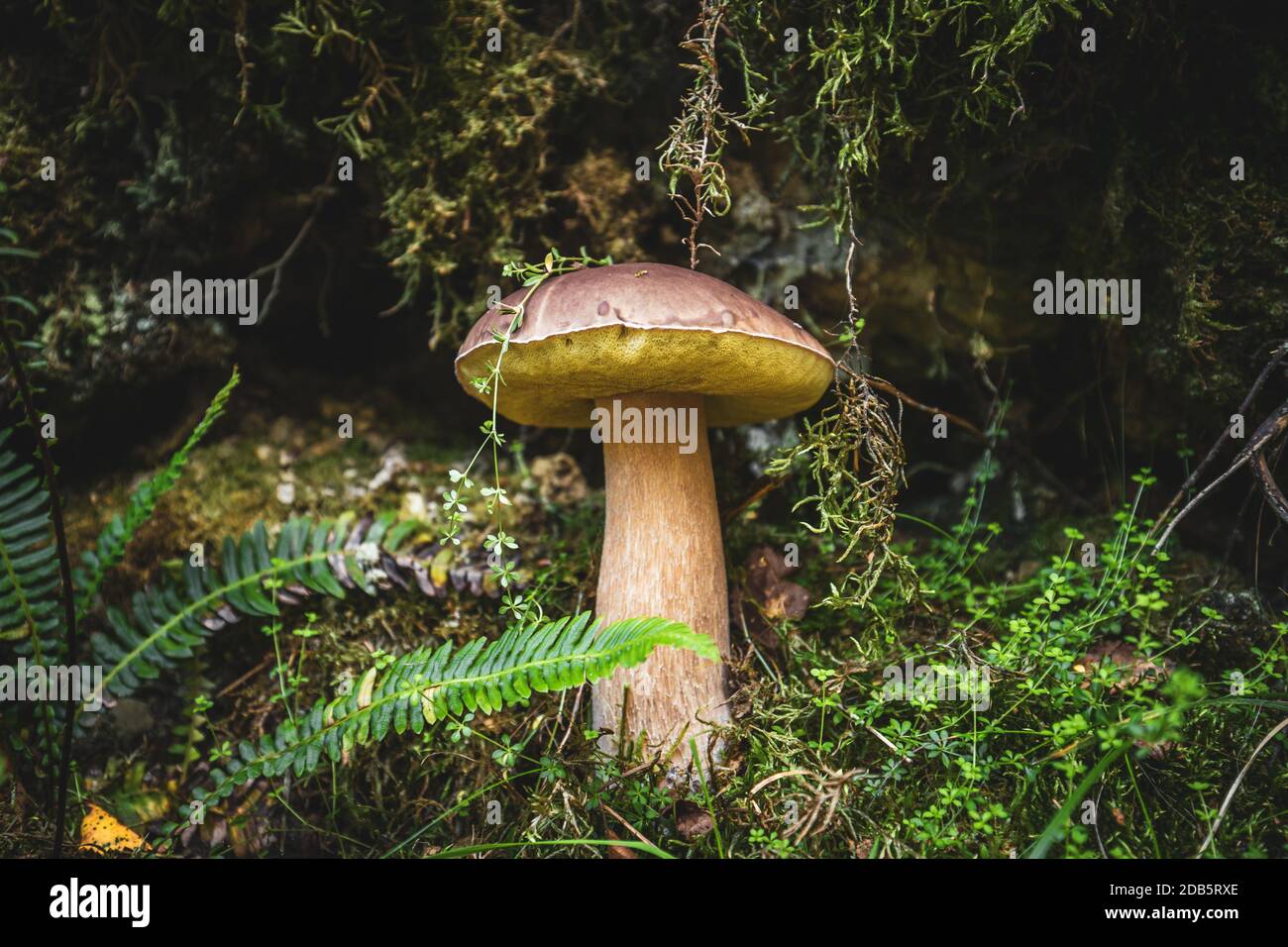 Porcini fungi hi-res stock photography and images - Alamy