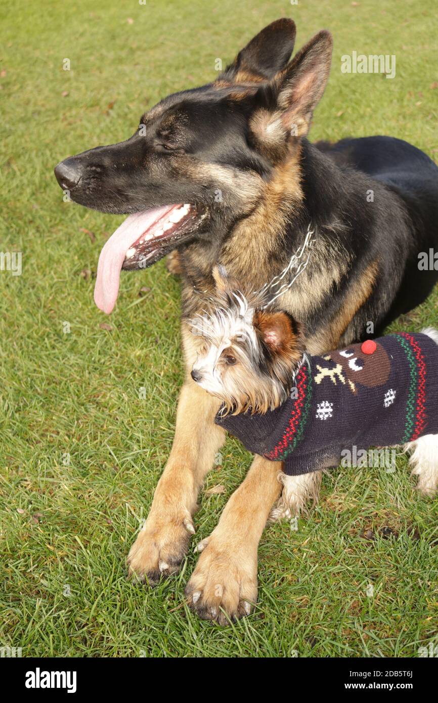 Dog friendship and acceptance Dog friendship and acceptance Stock Photo ...