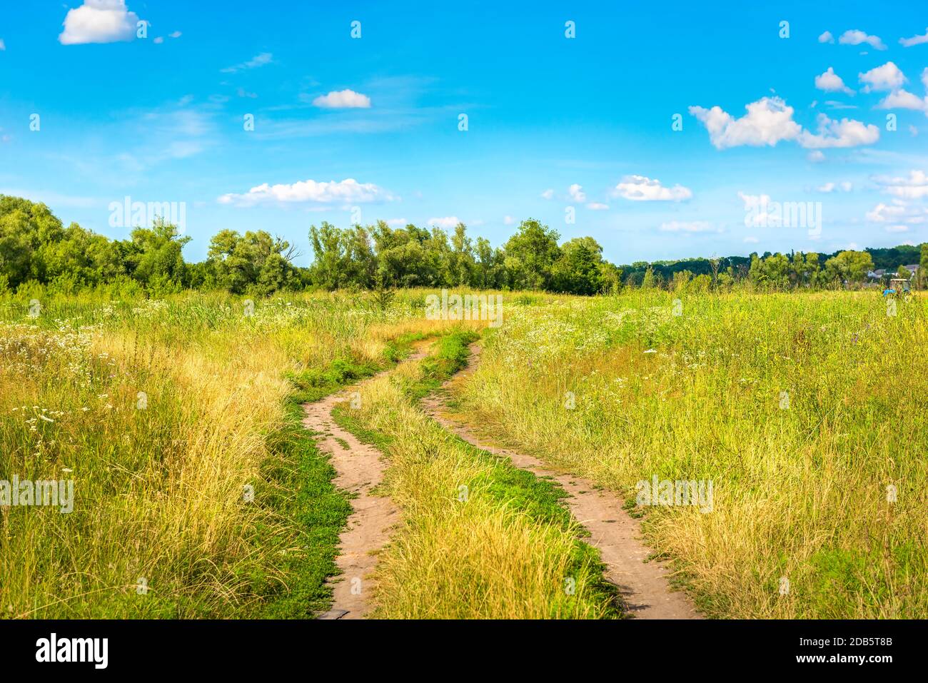 Country road in field with high grass in august Stock Photo - Alamy