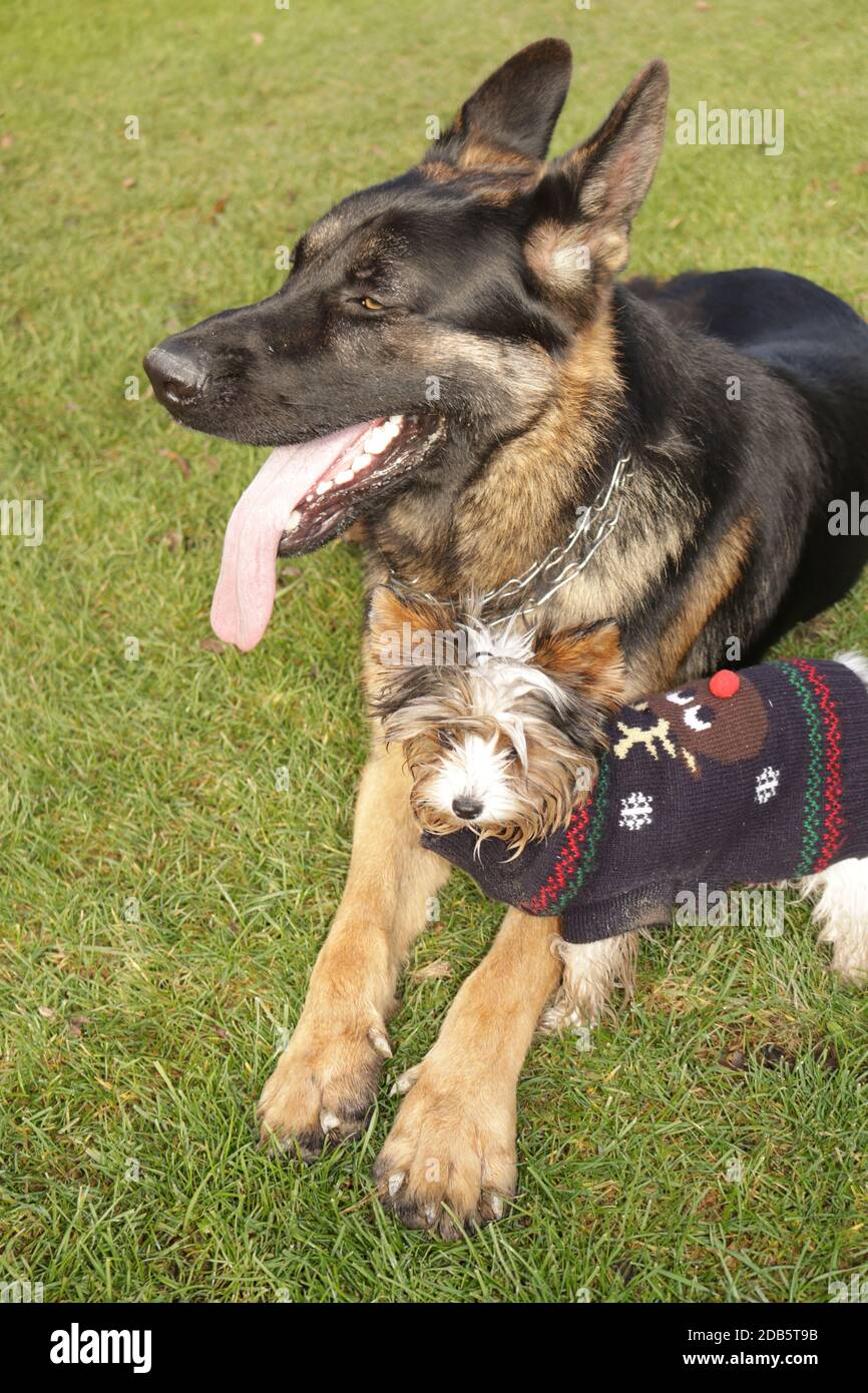 Dog friendship and acceptance Dog friendship and acceptance Stock Photo ...