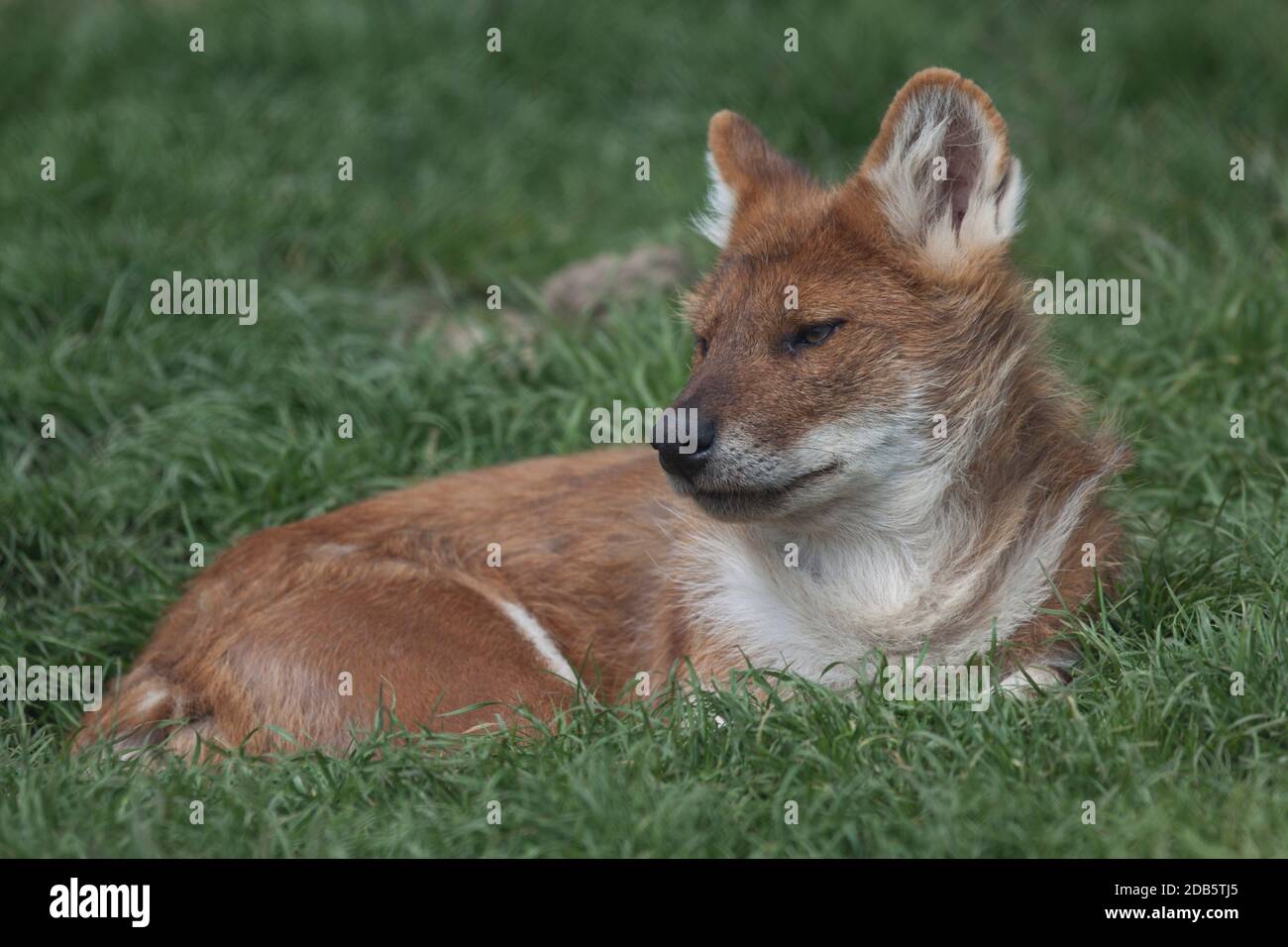 Captive Asiatic Wild Dog. or Dhole. (Cuon alpinus) Howletts wild animal ...