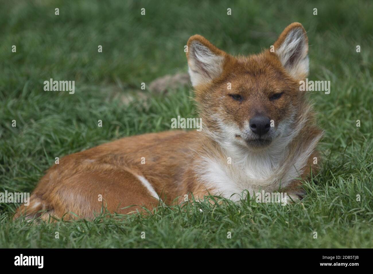 Asiatic wild dog cuon alpinus hi-res stock photography and images - Alamy