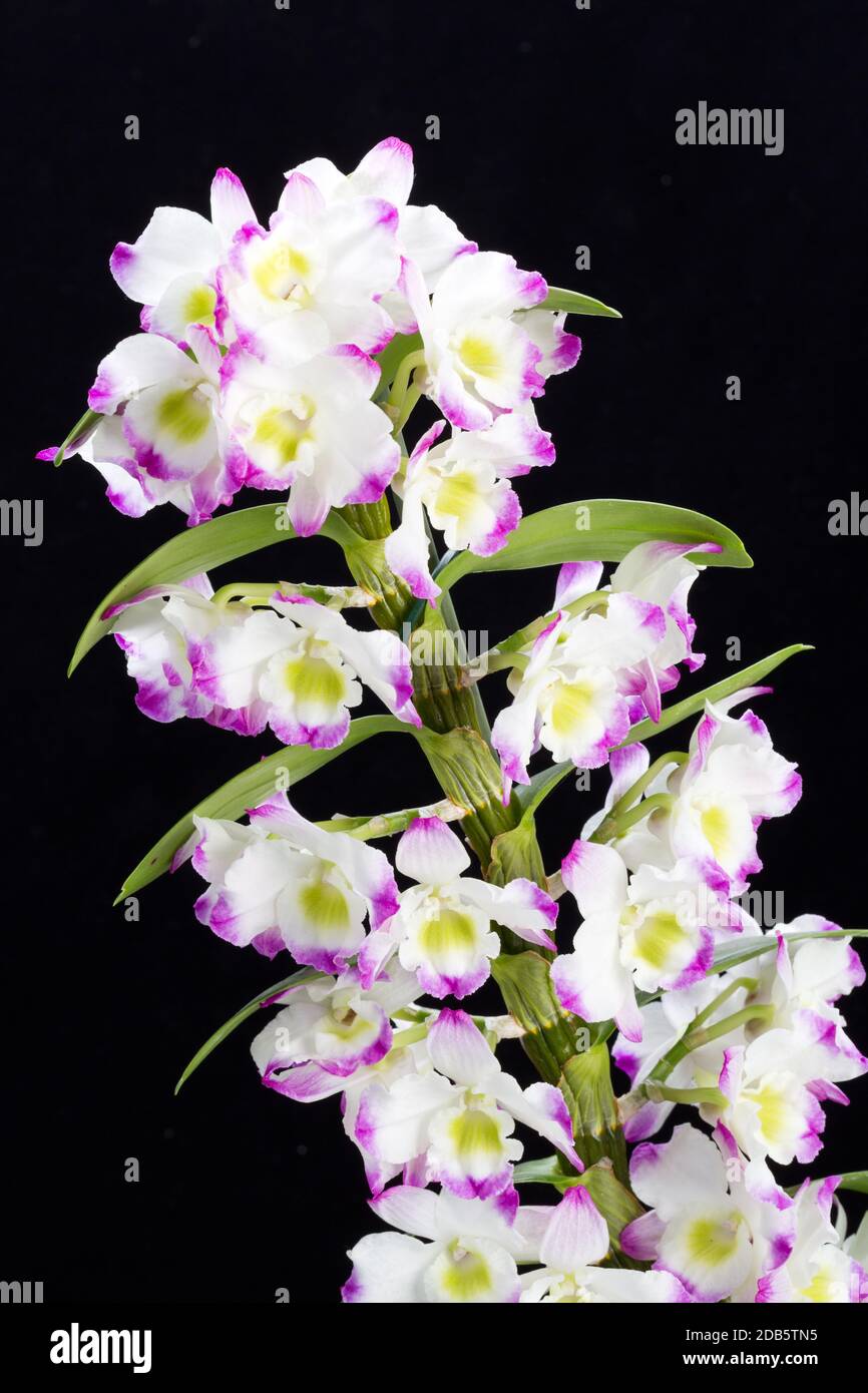 Dendrobium Orchid hybrids. Isolated on black Stock Photo - Alamy