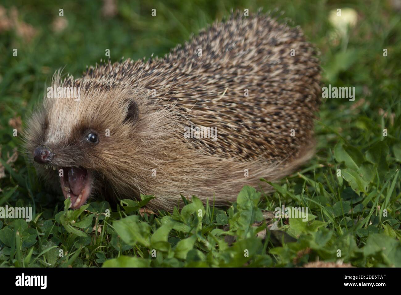 Yawning Hedgehog