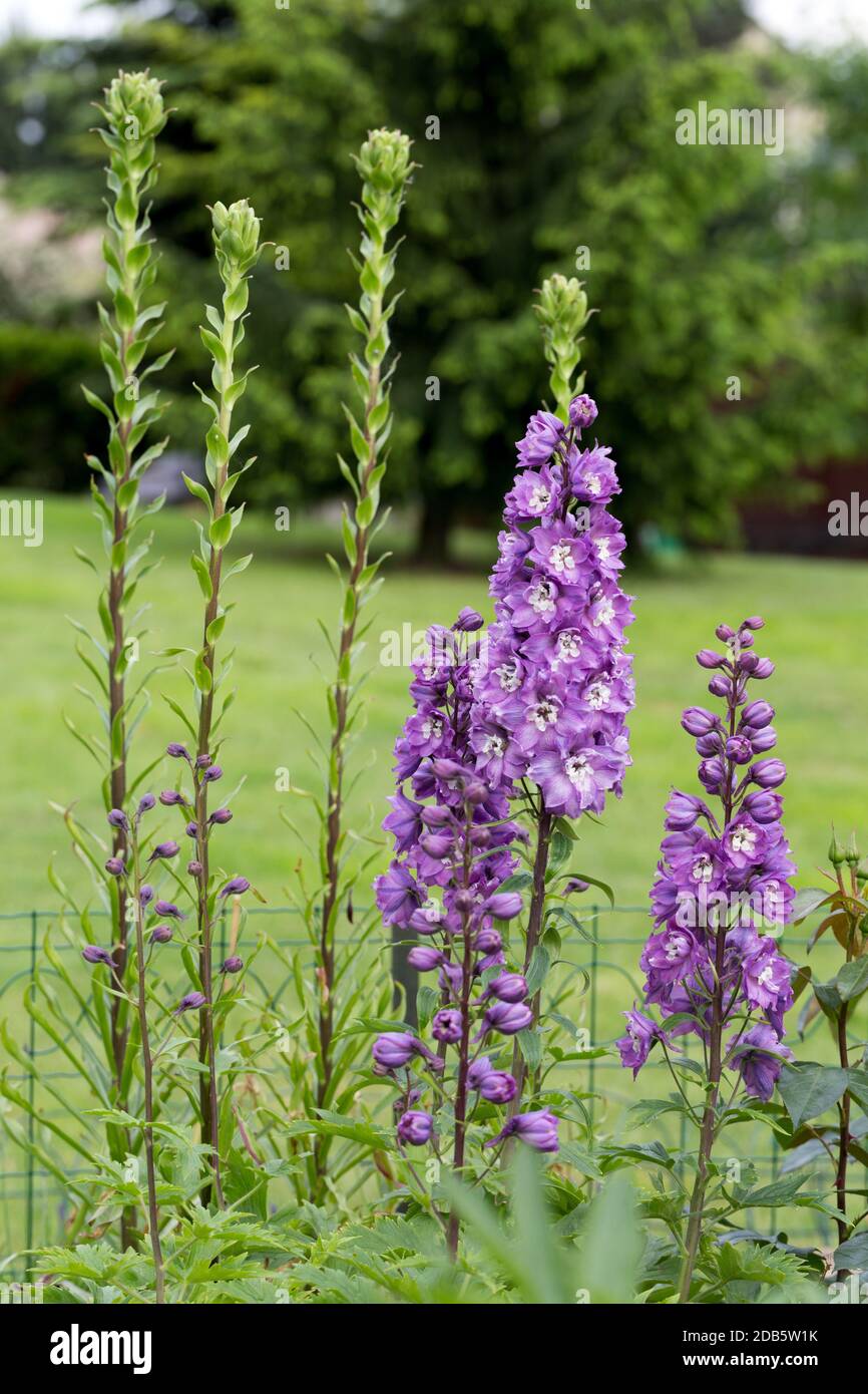 Purple Delphinium Flower in Garden Stock Photo - Alamy