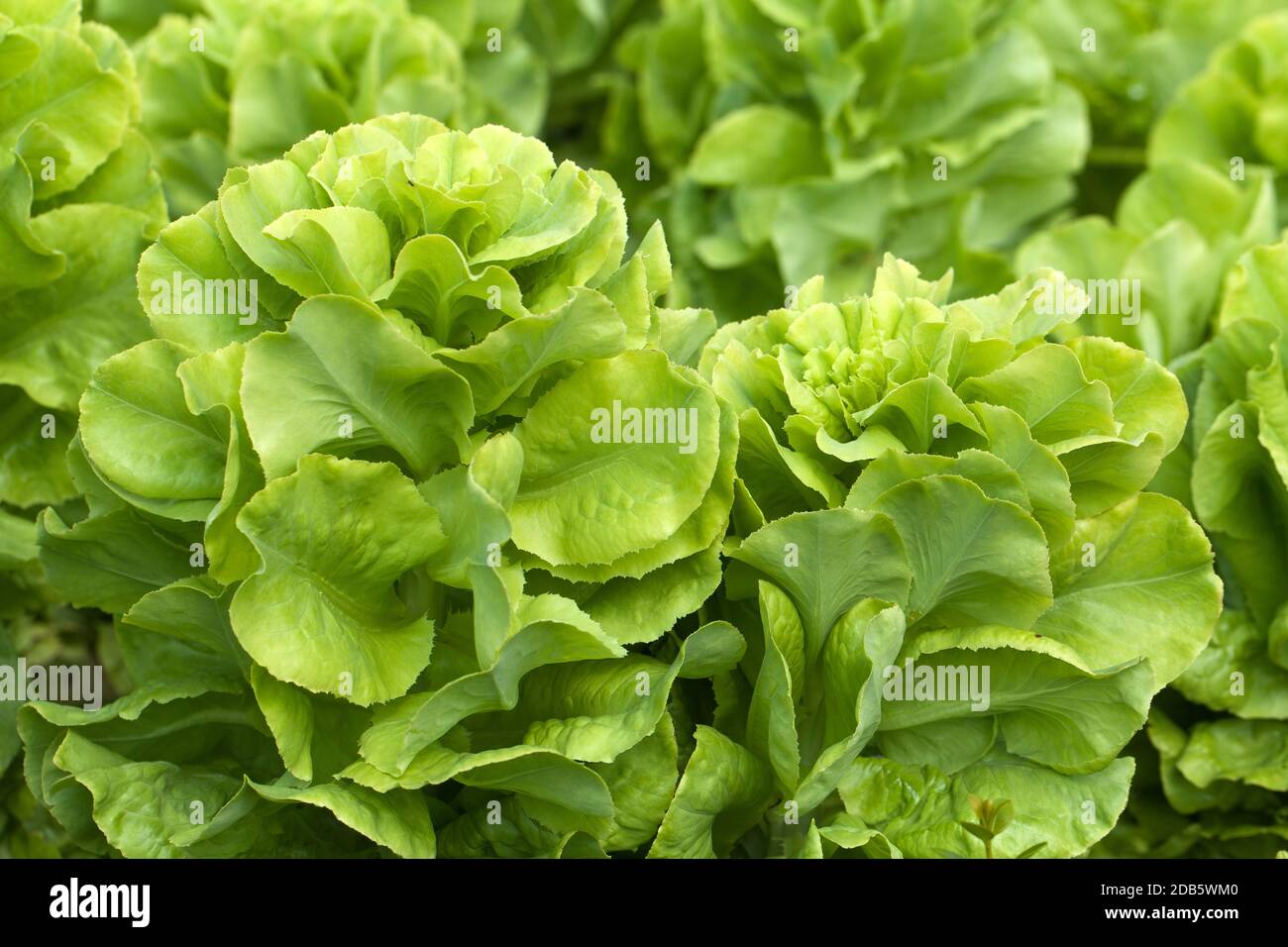 Field of Green Frisee lettuce growing in rows Stock Photo - Alamy