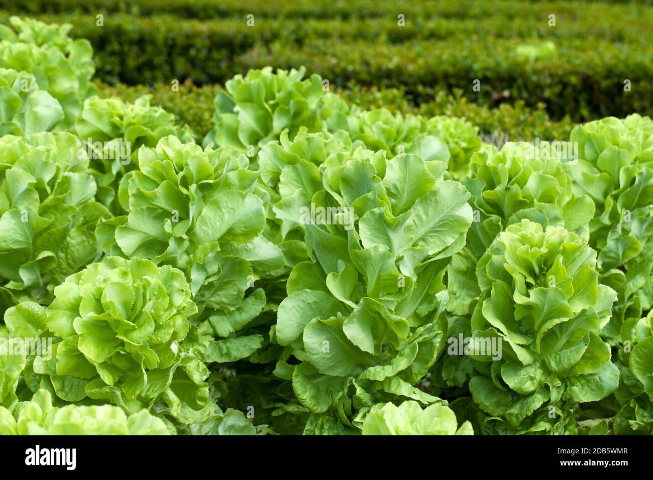 Field of Green Frisee lettuce growing in rows Stock Photo - Alamy