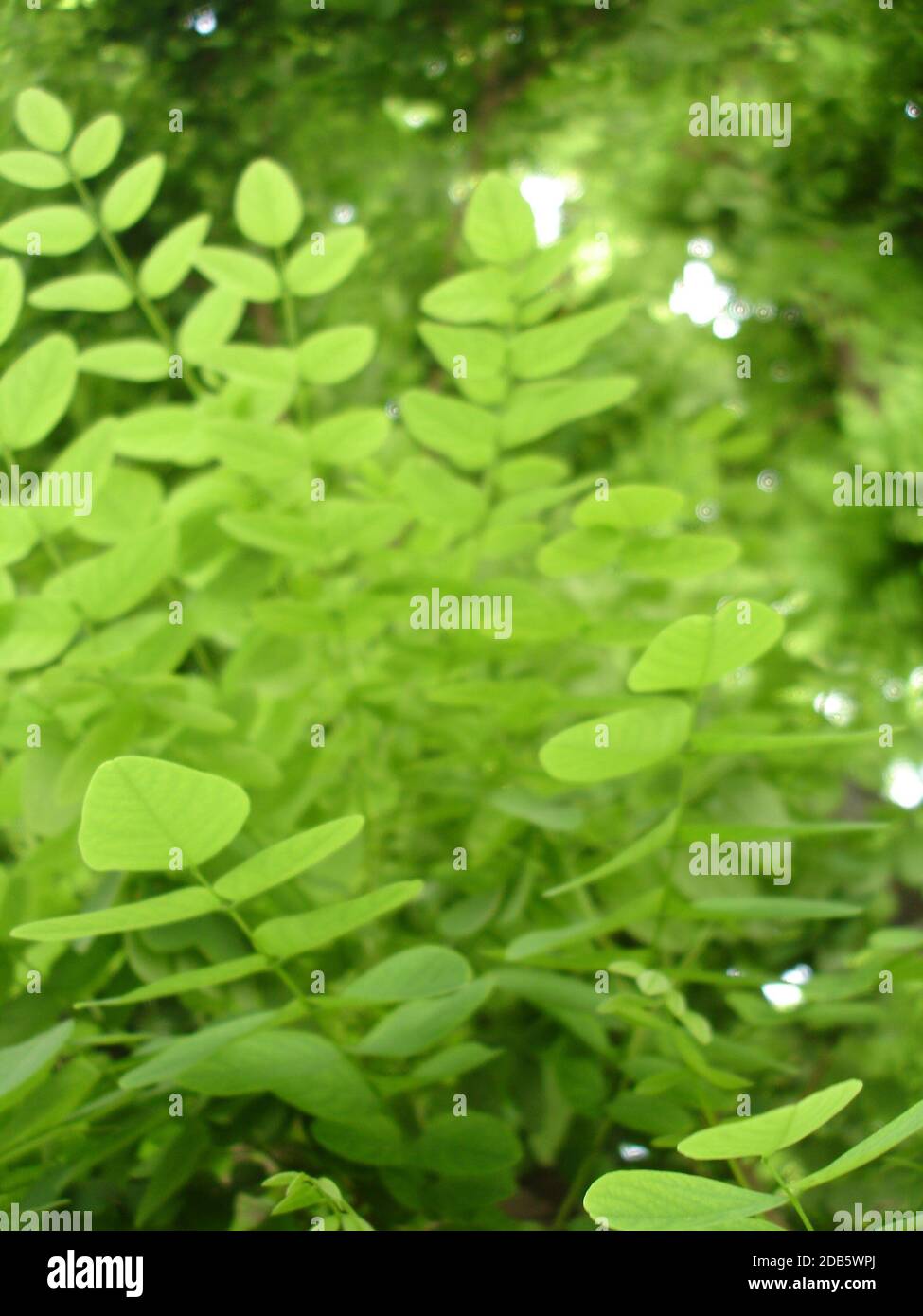 Perfect Leaf of Tree Stock Photo - Alamy
