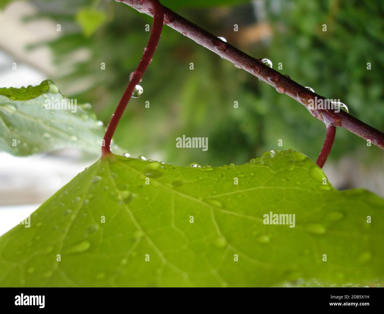 Raindrop On Leaf Stock Photo - Alamy