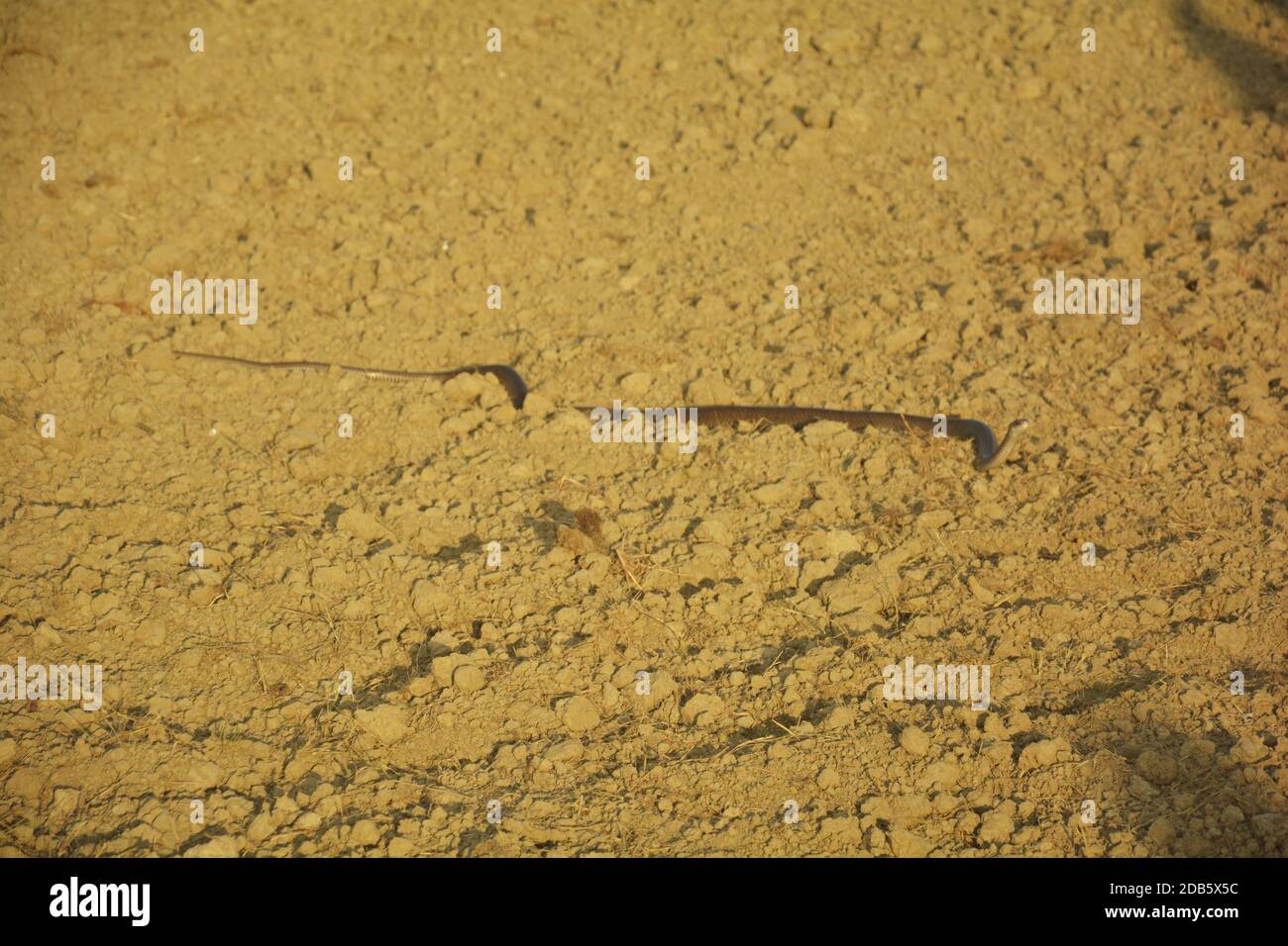 Colubrid snake also known as Ptyas mucosa, commonly known as oriental ...