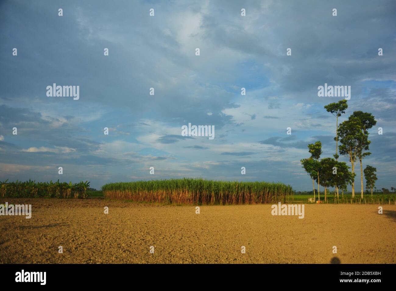Sugarcane field india hi-res stock photography and images - Alamy
