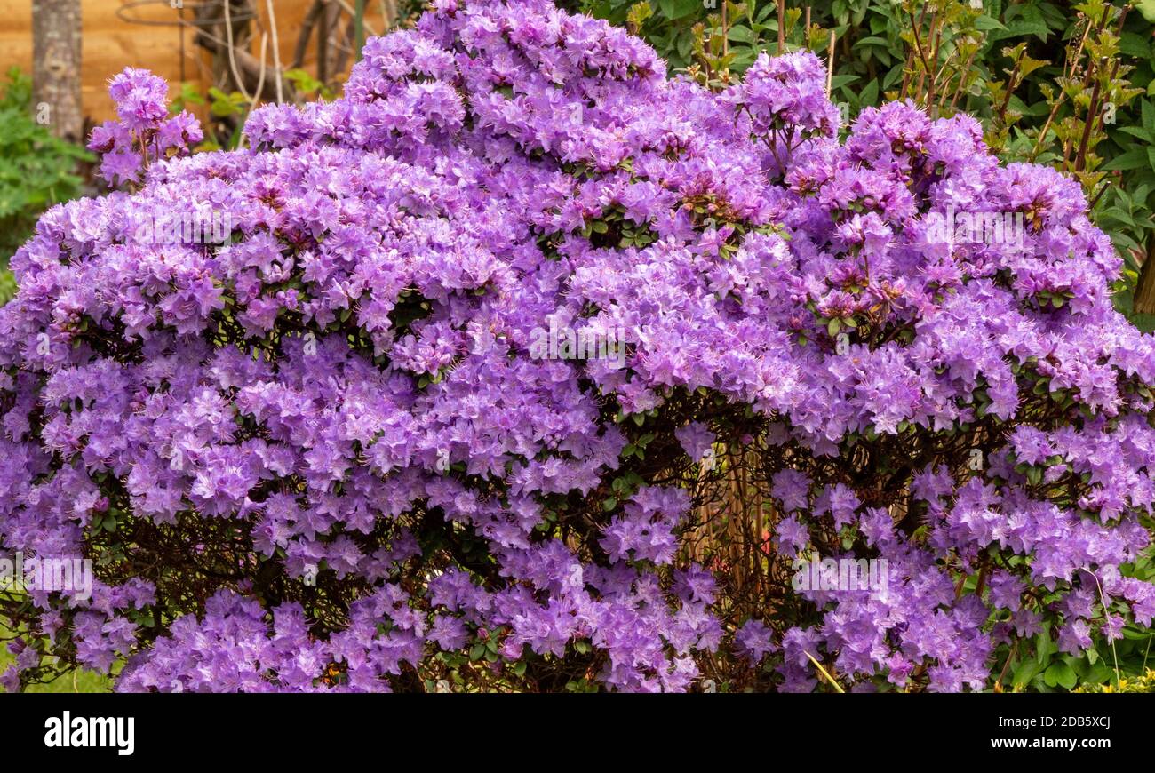 dwarf purple rhododendron - rhododendron impeditum Stock Photo - Alamy