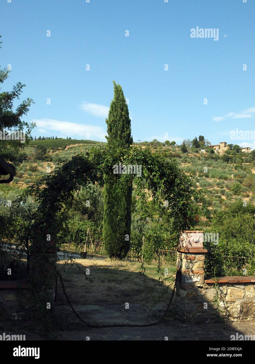 Vineyards and olive fields in Chianti, Tuscany Stock Photo - Alamy