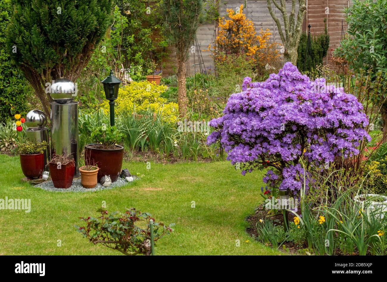 English domestic garden including a dwarf purple rhododendron ...
