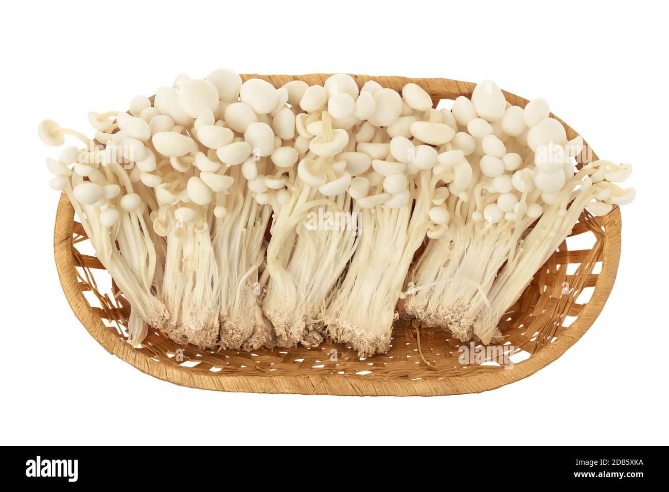 Golden Needle Mushrooms