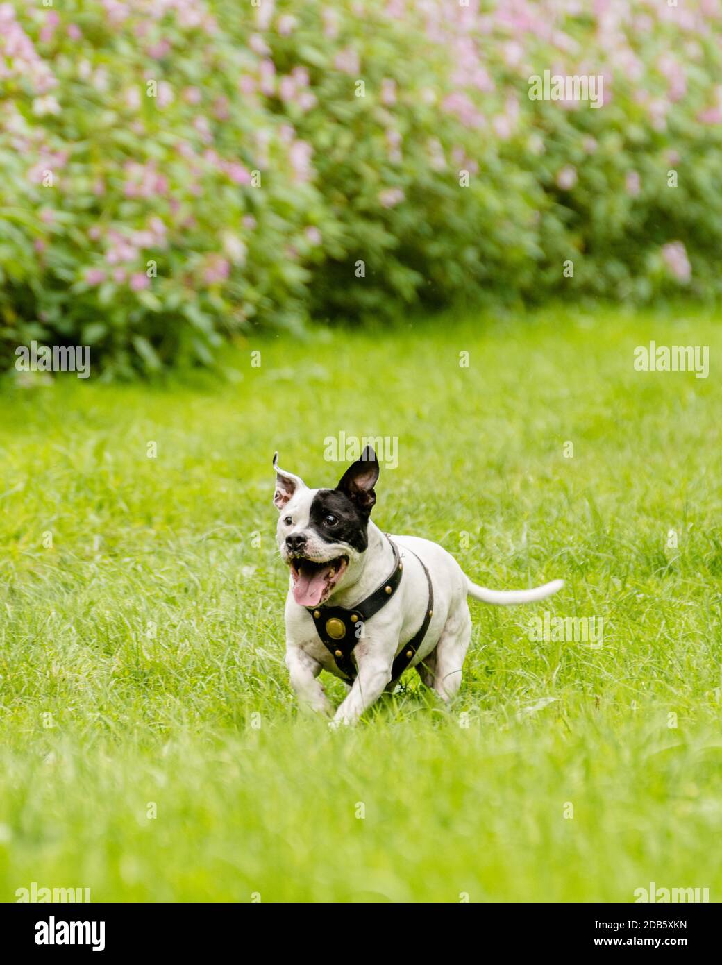 Happy energetic Staffordshire Bull Terrier Dog running through field ...