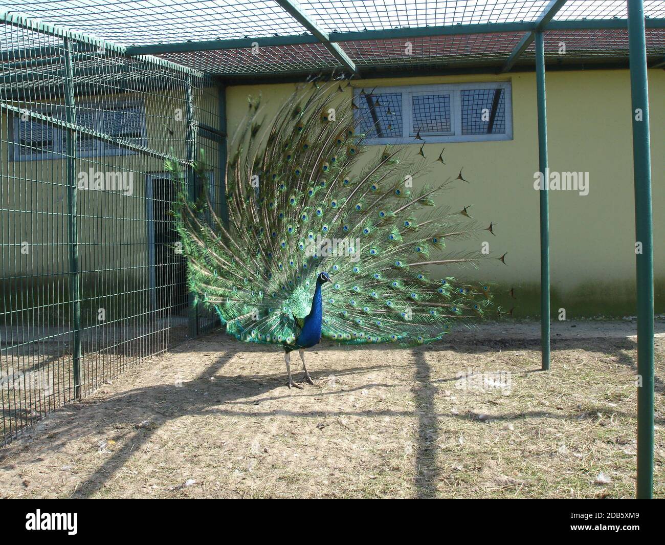 Tavuskusu hi-res stock photography and images - Alamy