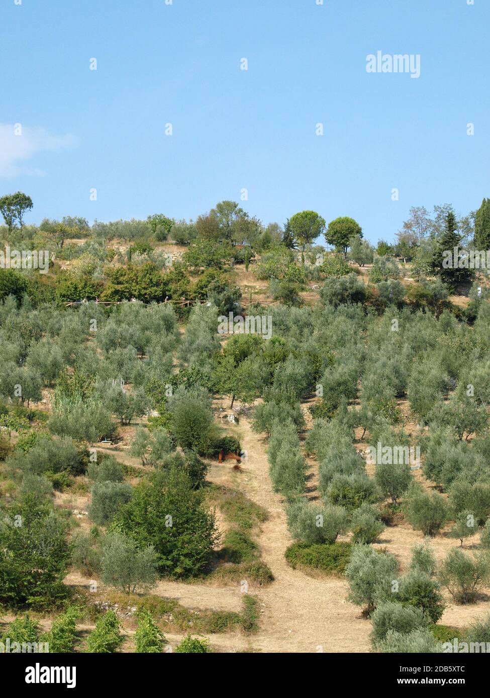 Vineyards and olive fields in Chianti, Tuscany Stock Photo - Alamy
