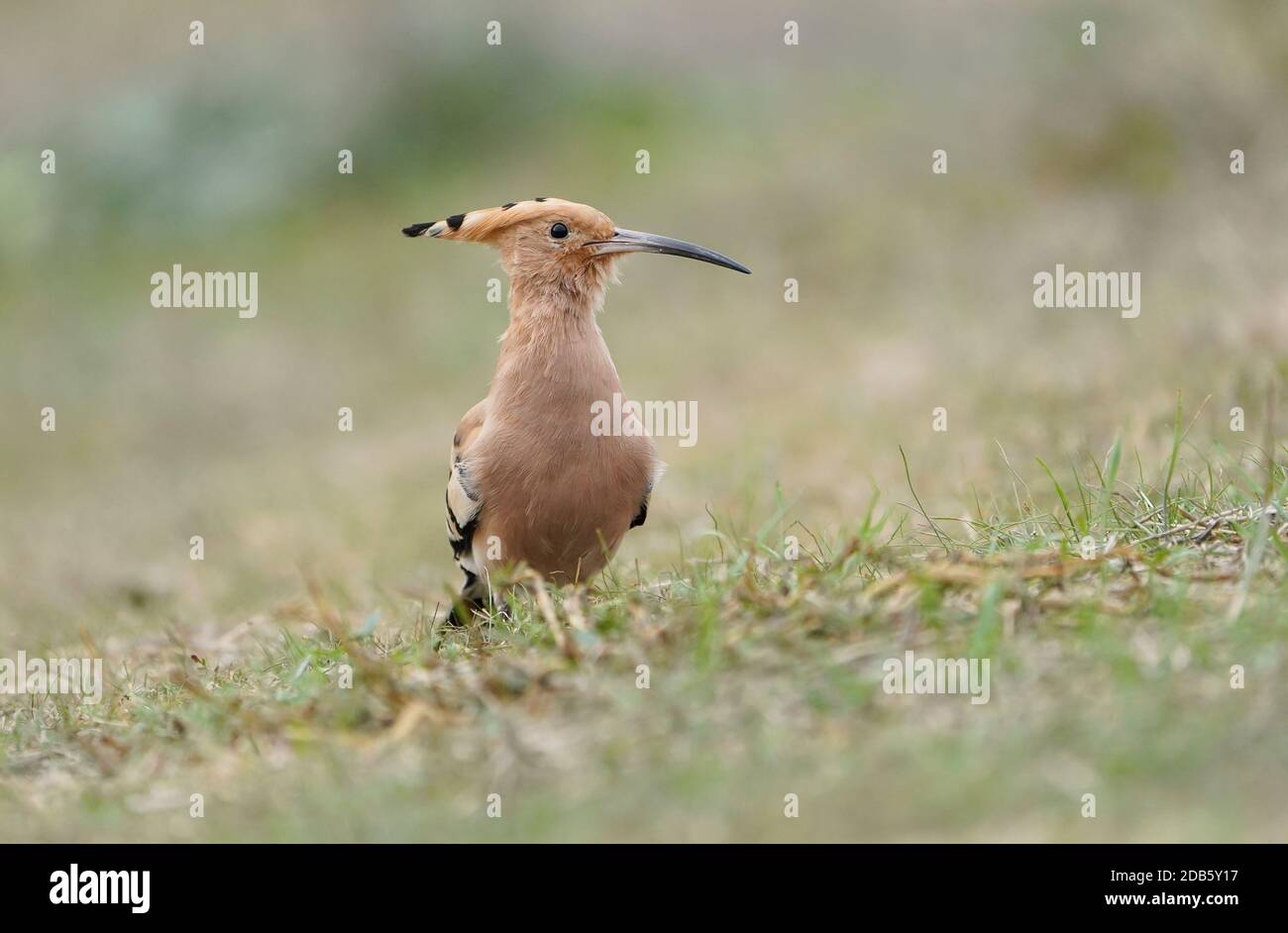 Foraging insects hi-res stock photography and images - Alamy
