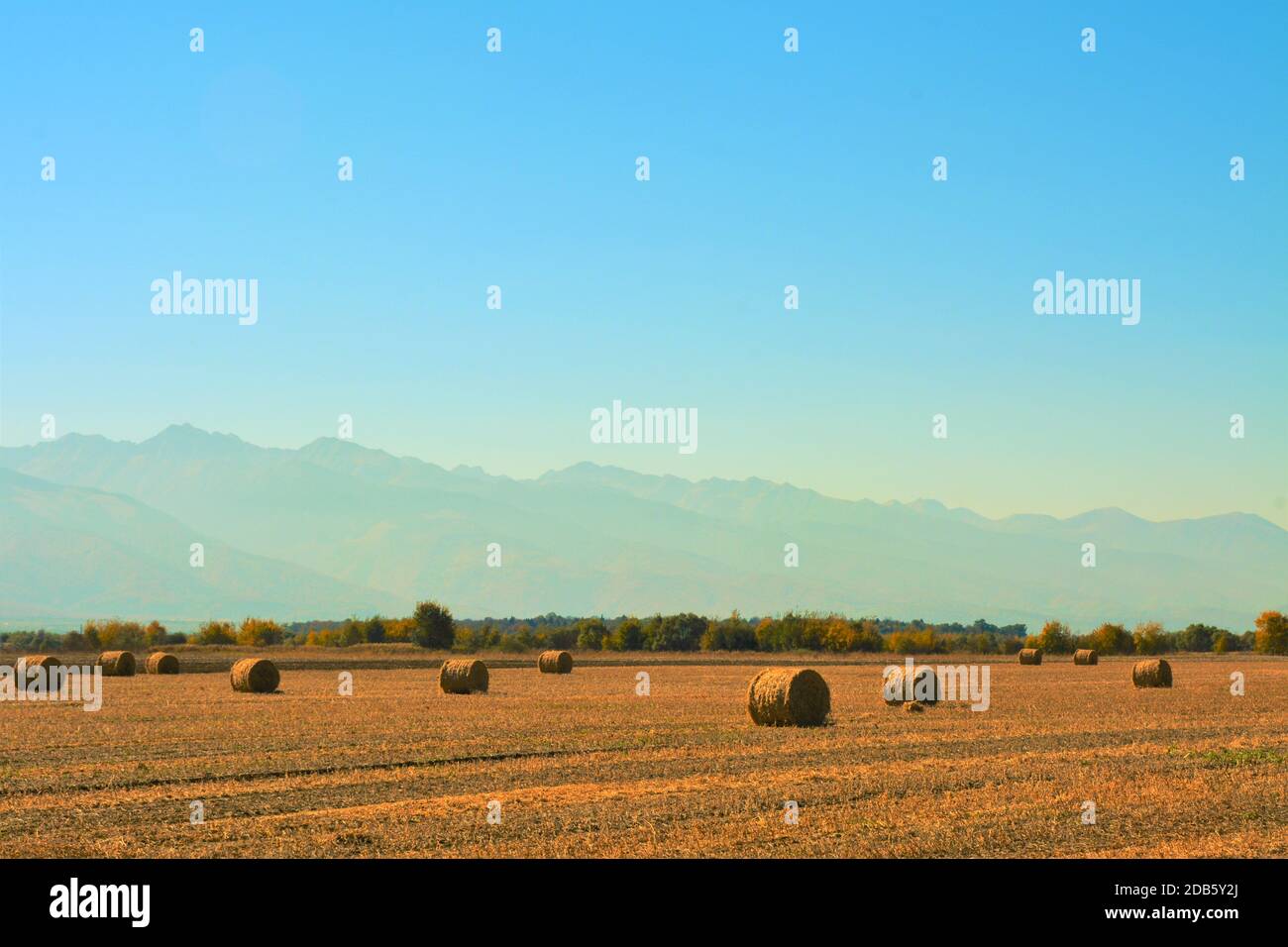 A closeup of the haystack rolls in the agricultural field Stock Photo ...